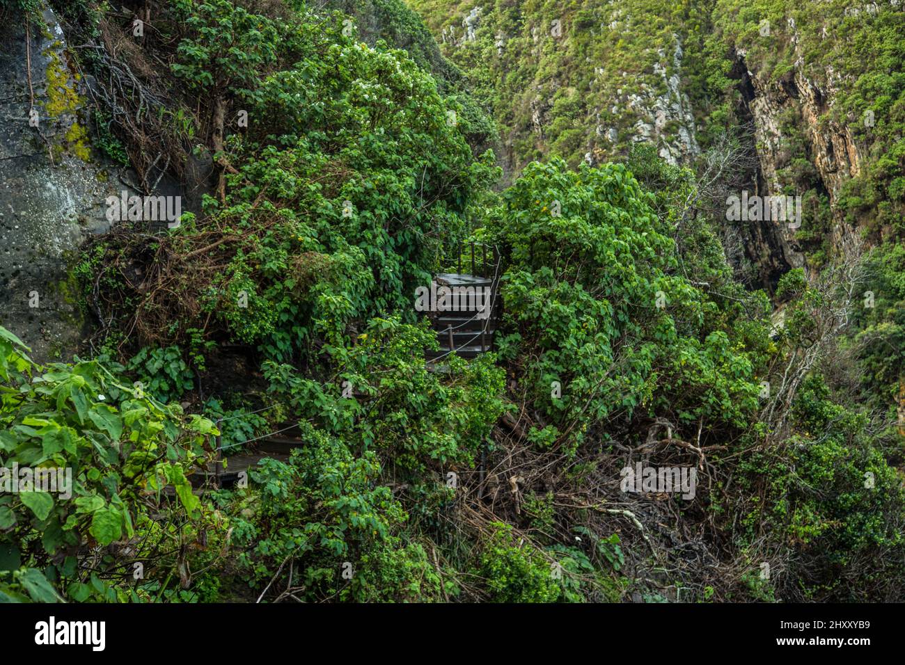 Hidden walkway in the lush greenery of a jungle Stock Photo - Alamy