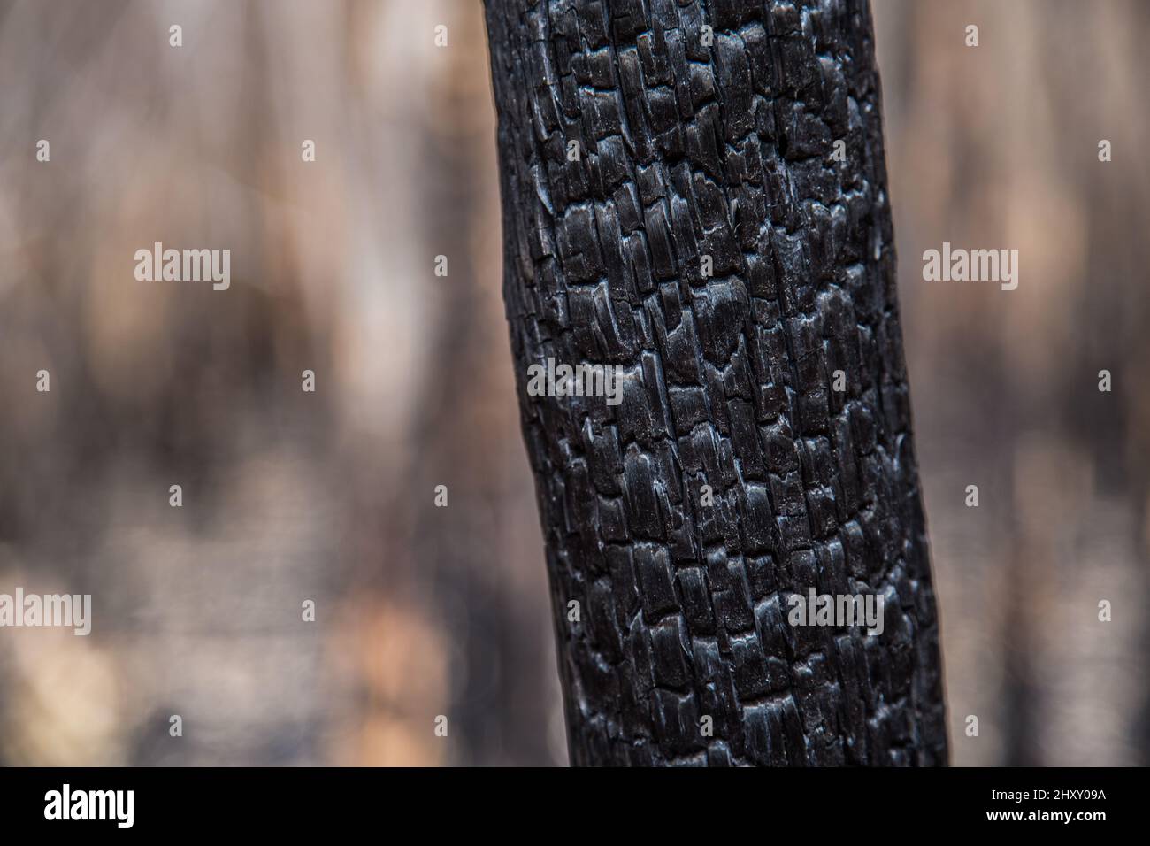 Tree solid black hi-res stock photography and images - Alamy