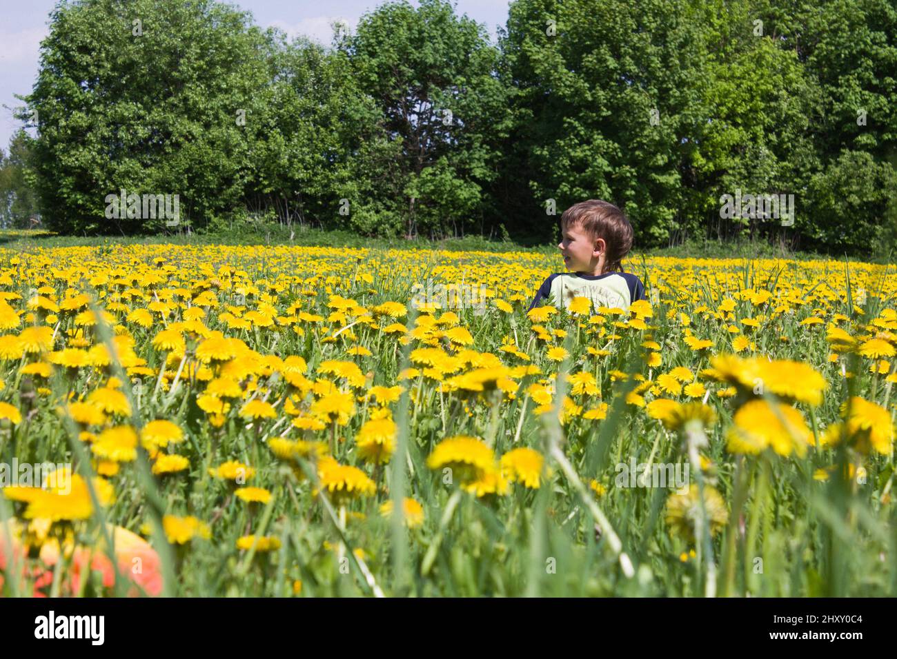 Dandelion field flower hi-res stock photography and images - Alamy