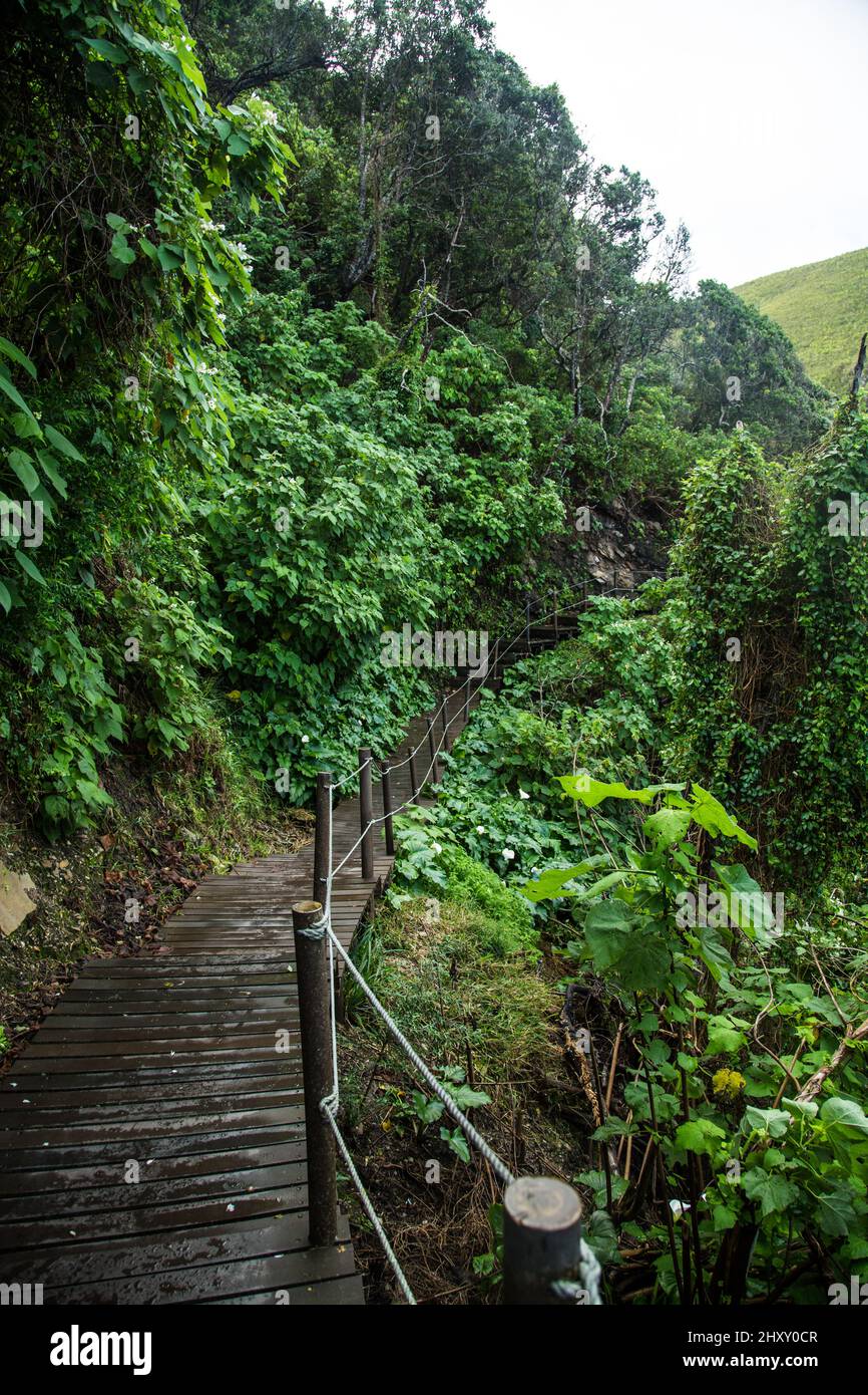 Wooden path with railing in a dense forest Stock Photo - Alamy
