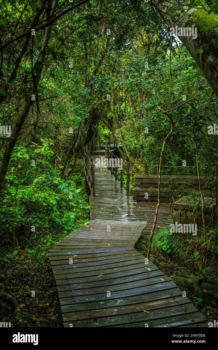 Shot of wooden path through a dense forest park after the rain Stock ...