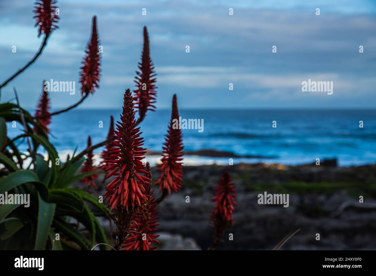 Beautiful view of the krantz aloe (Aloe arborescens) flowers blooming ...