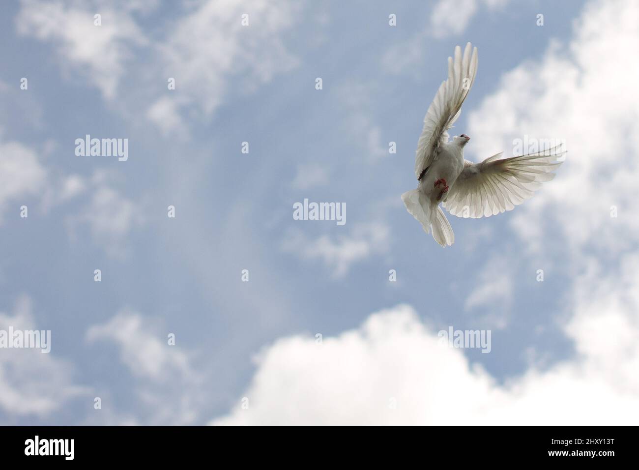 Low-angle shot of a white dove flying against the blue sky - peace ...