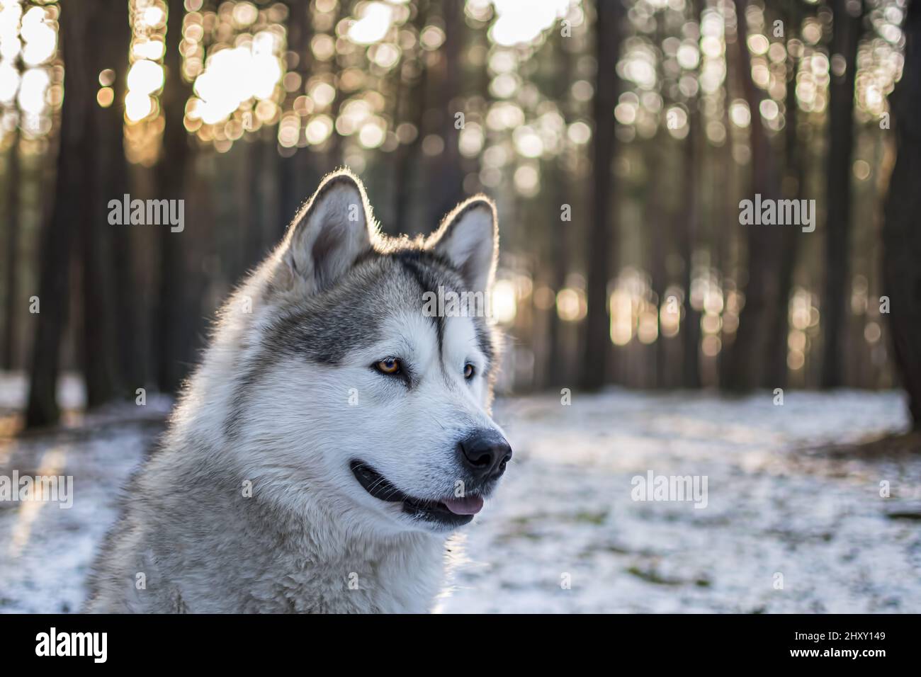 Lovely Alaskan Malamute girl in a forest. Purebred dog in a snowy ...