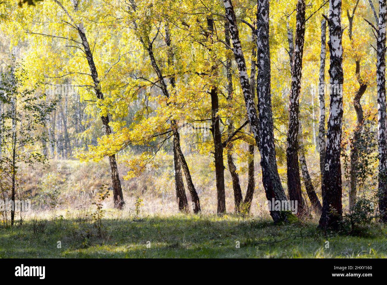 Trees with colorful leaves grown in the forest captured at daytime in ...
