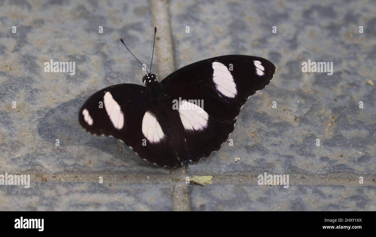 Close-up shot of a beautiful black butterfly with white dots on the ...