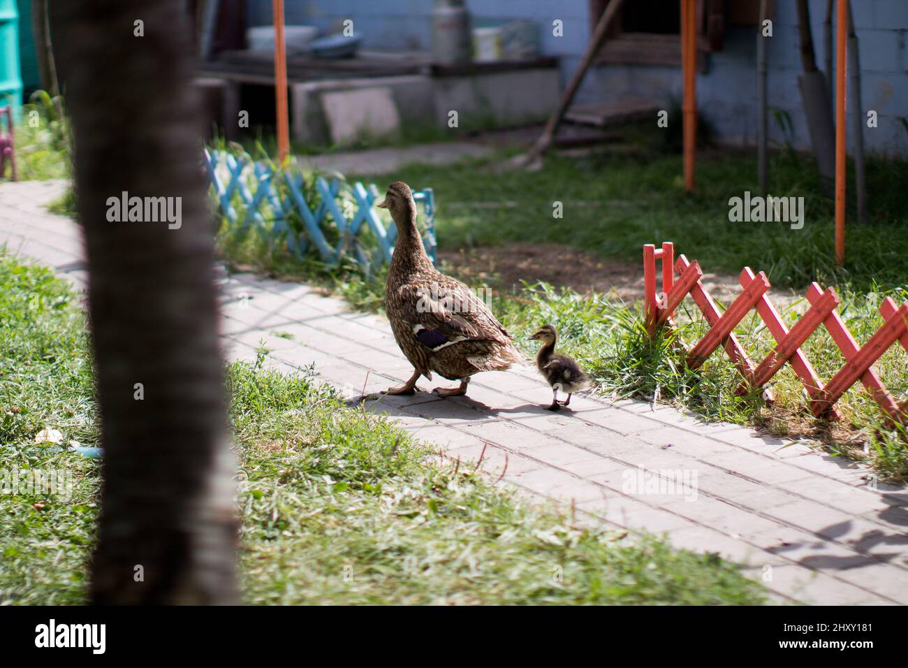 Duck with its duckling walking through the narrow path in the yard on a ...