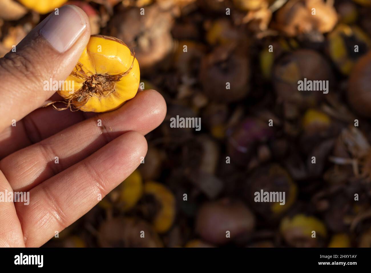 Gladiolus or sword lily bulbs Stock Photo - Alamy