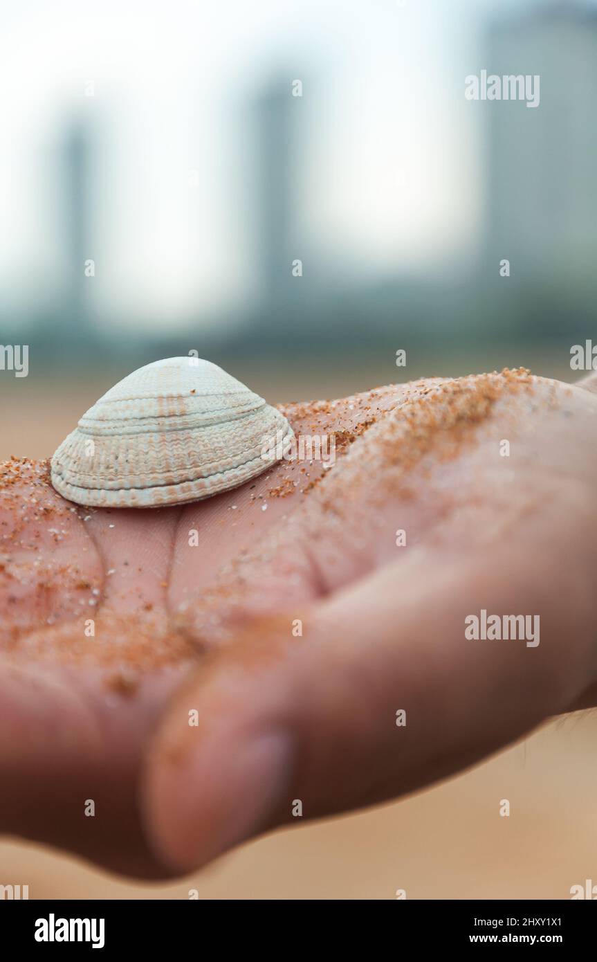 Vertical shot of Hard clam on a human hand Stock Photo - Alamy