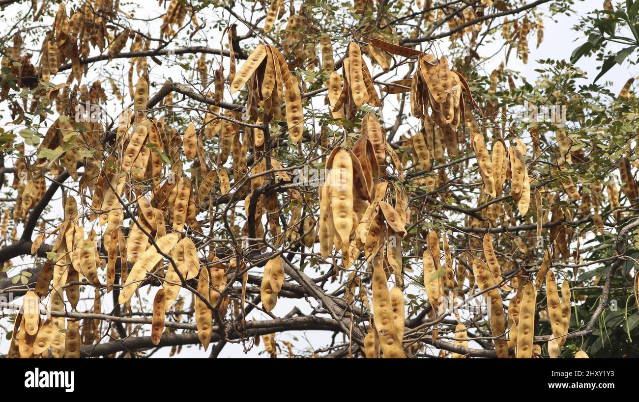 Dry pods hanging on tree branches Stock Photo - Alamy