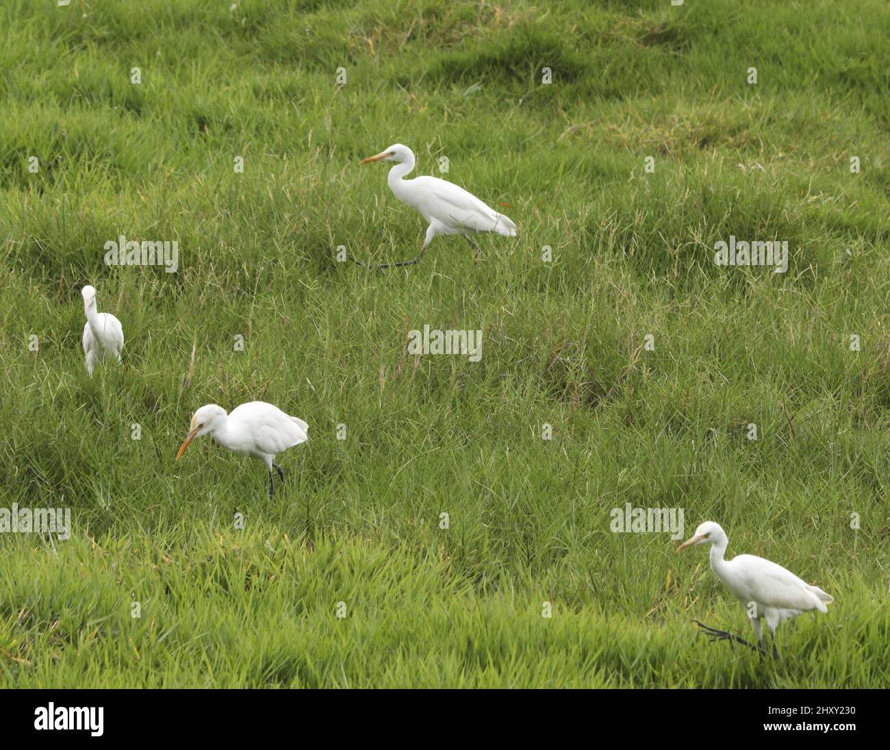 White cranes hi-res stock photography and images - Alamy