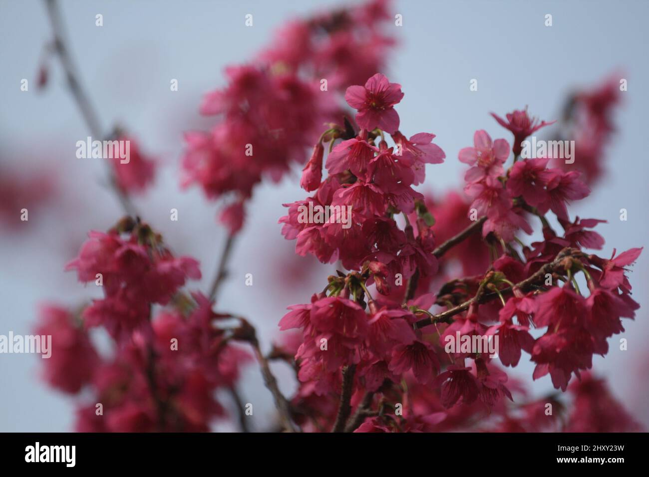 Selective focus of a cherry blossom branch with clear sky background ...