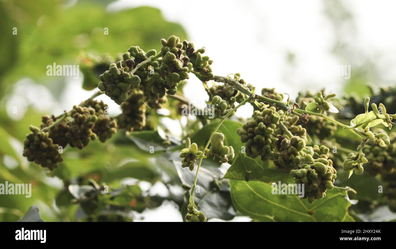 Raw grapes growing on a branch in a blurry background Stock Photo - Alamy