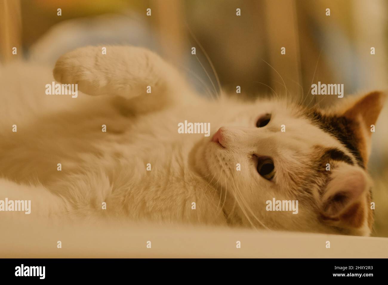 Closeup of an adorable fluffy cat Stock Photo - Alamy