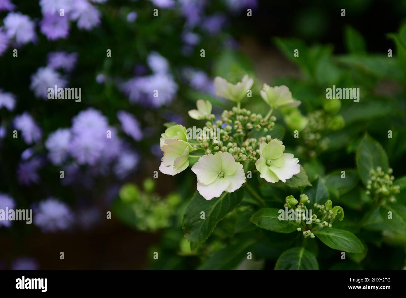 Summer flowers Hydrangea, runaway bride hydrangeas Stock Photo - Alamy
