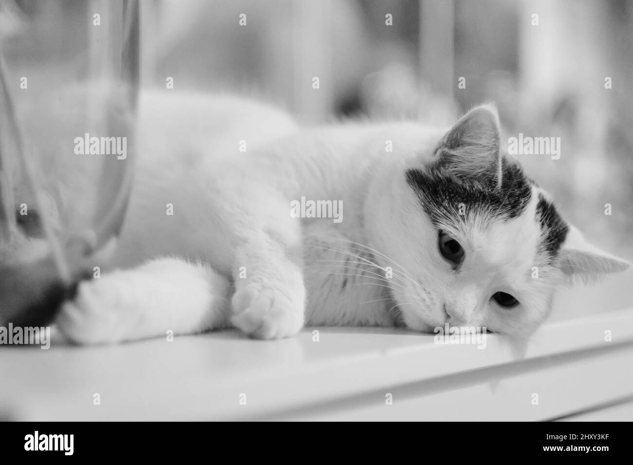 Shot of cute little sad cat watching down lying on windowsill in ...