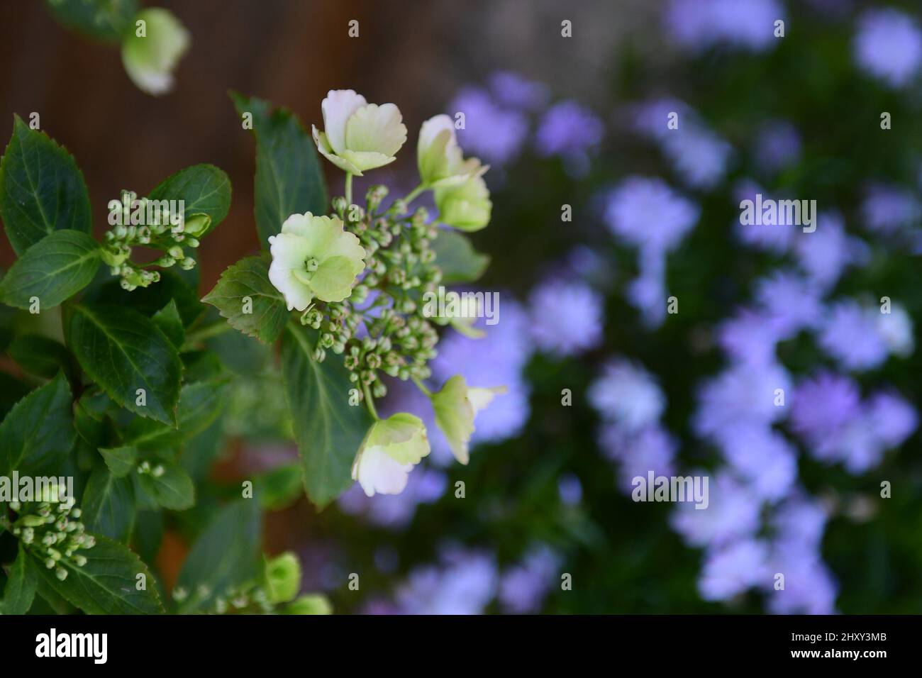 Summer flowers Hydrangea, runaway bride hydrangeas Stock Photo - Alamy