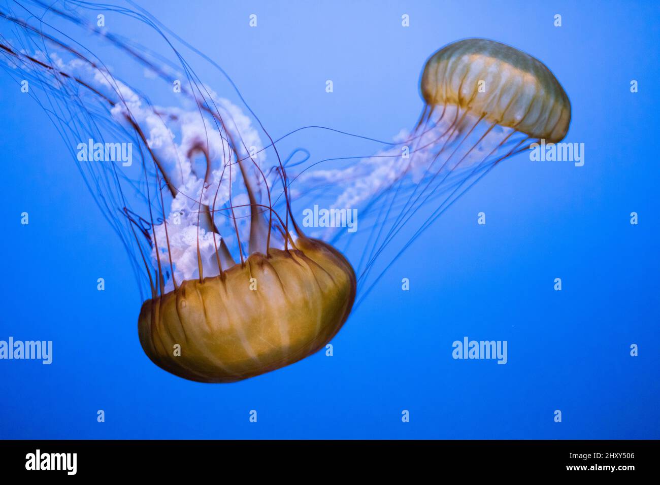Two jellyfish in a clear blue water Stock Photo - Alamy