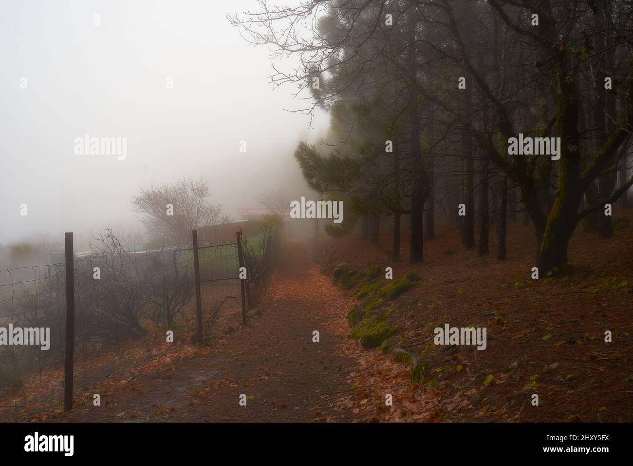 Autumn foggy scenery with the path covered in leaves near the forest ...