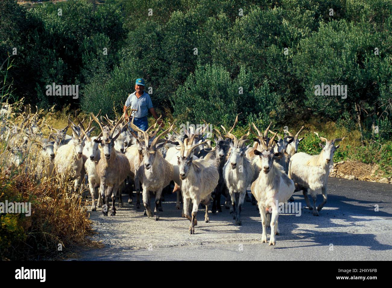 Shepherd with goats, Samos island, Greece, Europe Stock Photo - Alamy
