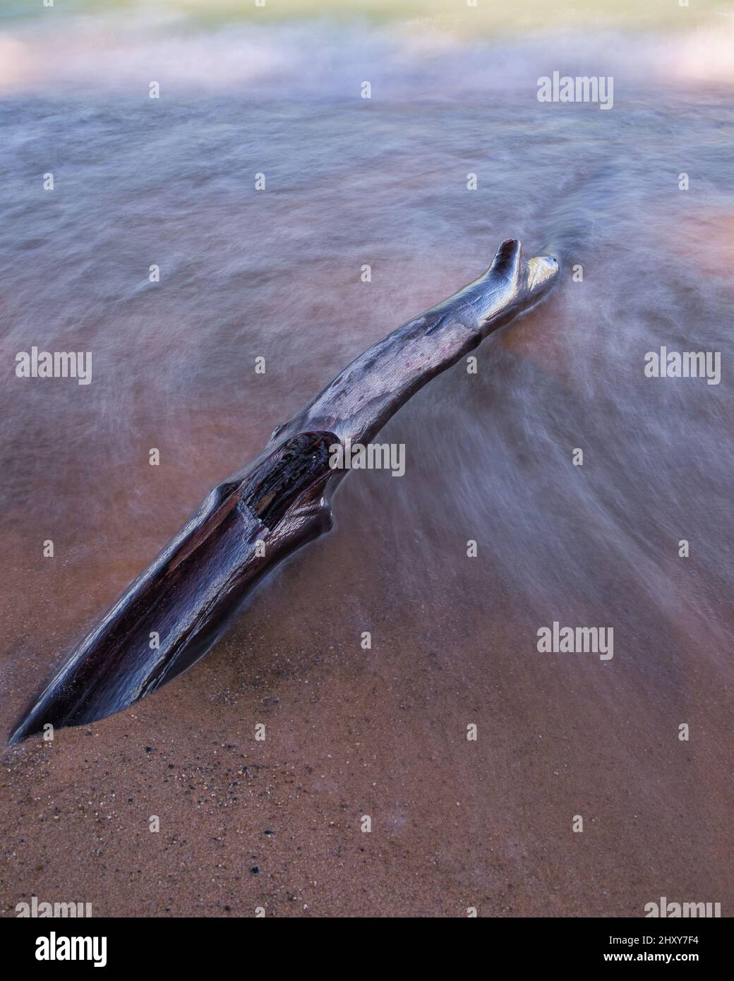 Old log washed up on the beach of Lake Michigan Stock Photo - Alamy