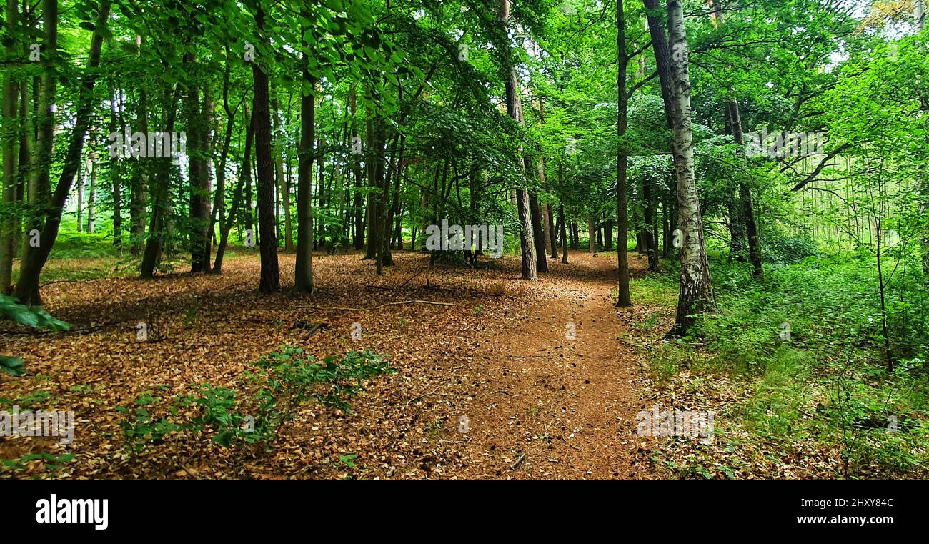 path through broadleaf forest Stock Photo - Alamy