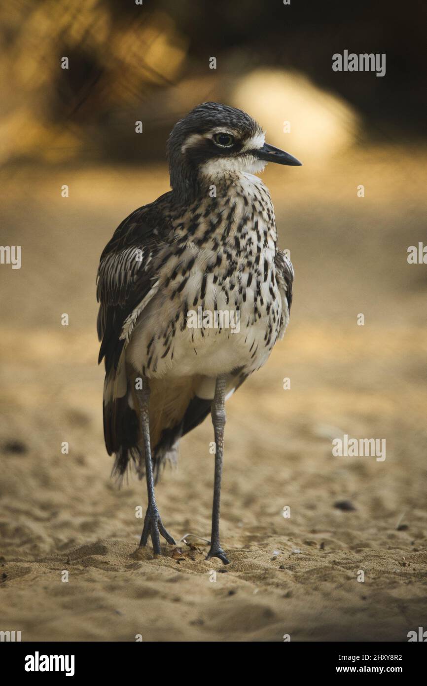 Shot of a big bird walking the sands Stock Photo - Alamy