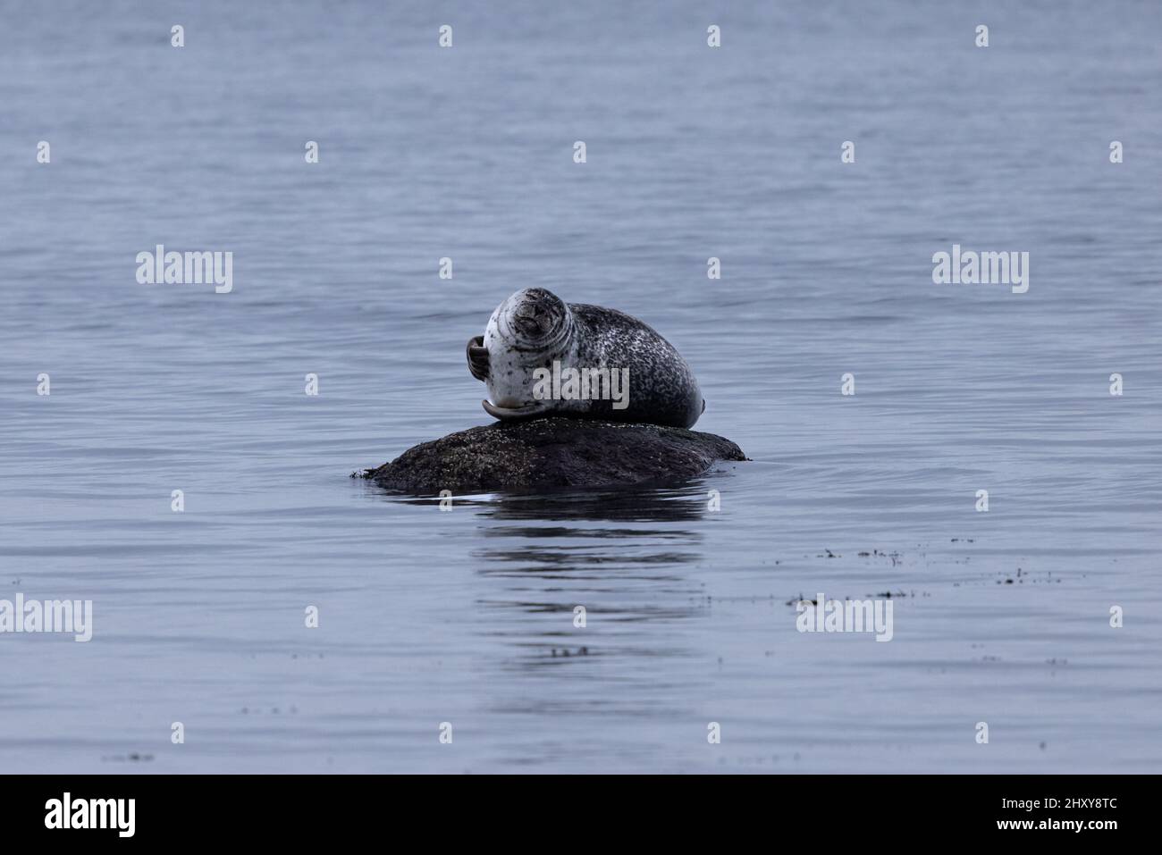 Sial hi-res stock photography and images - Alamy