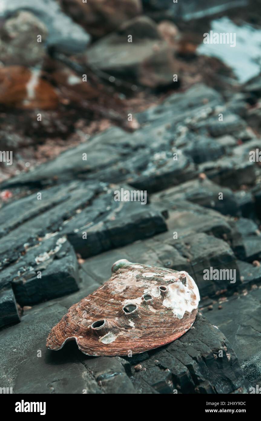 Abalone on rock hi-res stock photography and images - Alamy
