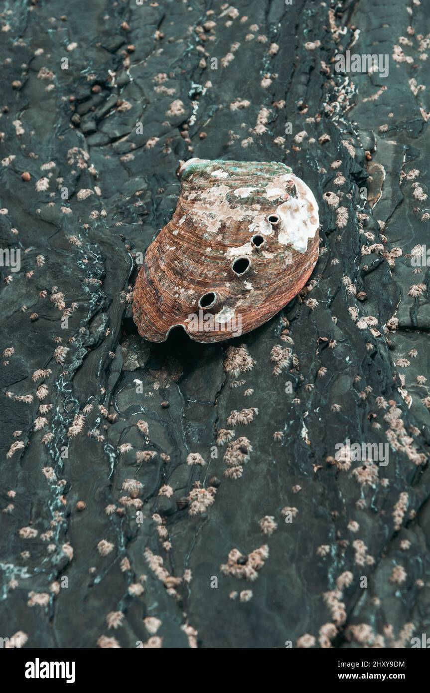 Abalone on rock hi-res stock photography and images - Alamy