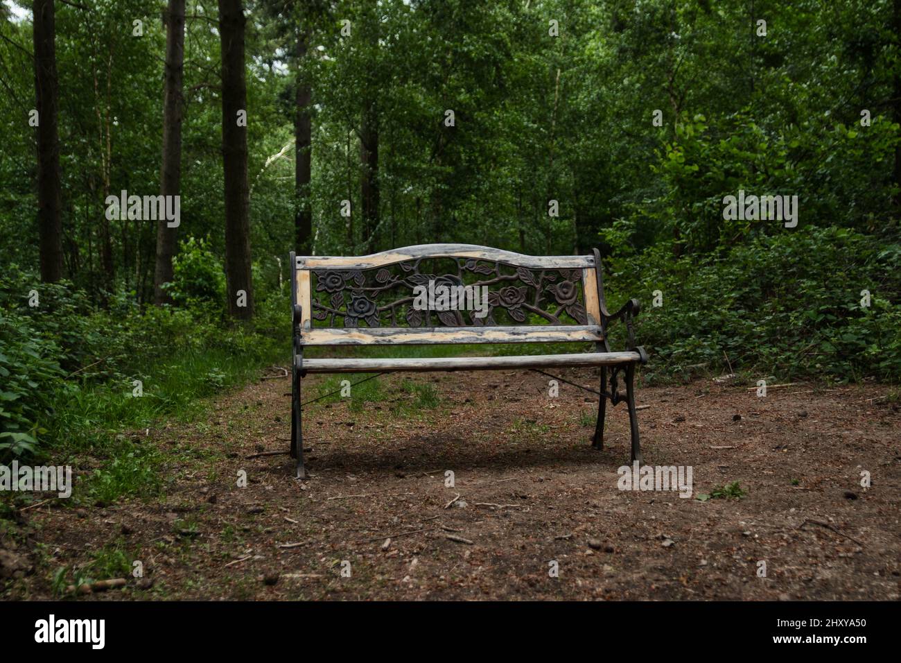 Shot of a bench in the garden with trees in the back Stock Photo - Alamy