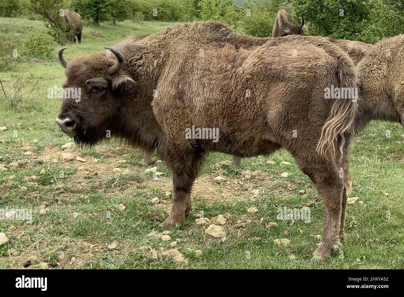 The big buffalos in a field and some trees in the background Stock ...