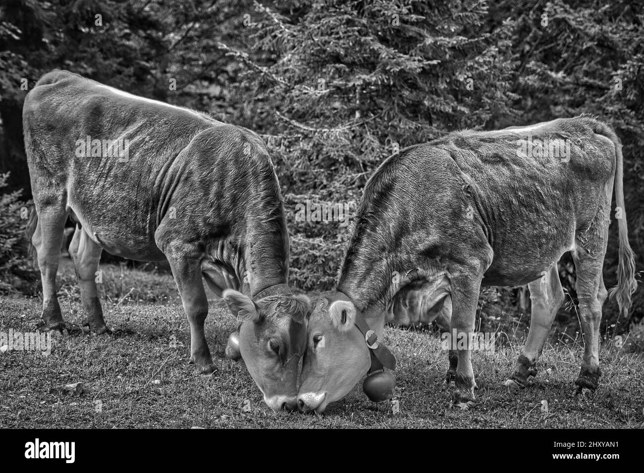 Cow eating grass Black and White Stock Photos & Images - Alamy