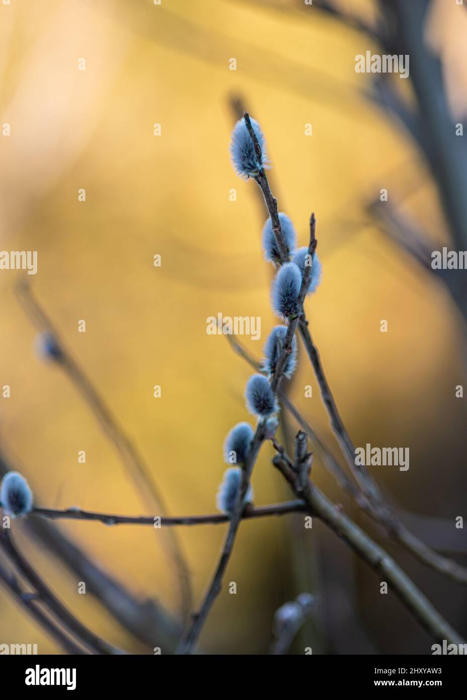 Soft focus of fuzzy catkins on a tree branch Stock Photo - Alamy