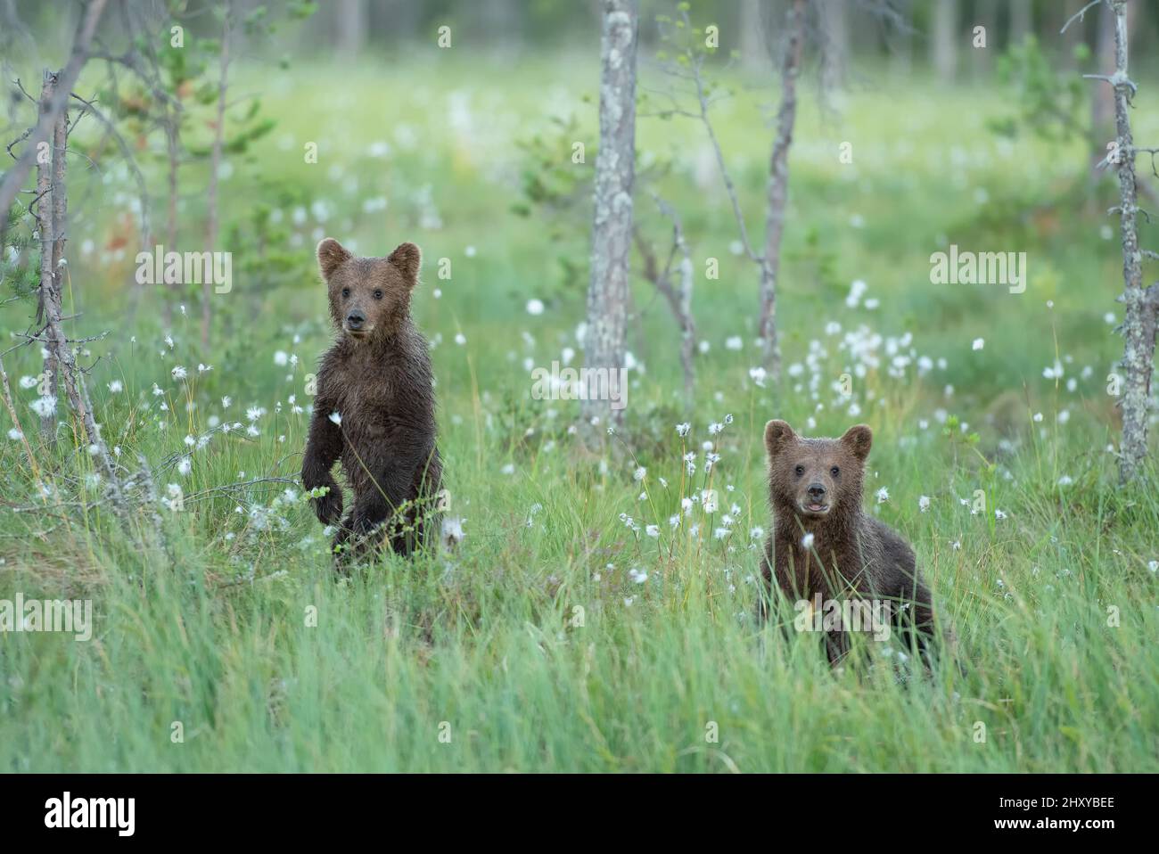 Bear cubs standing on their hind legs on a finnish bog on a summer ...