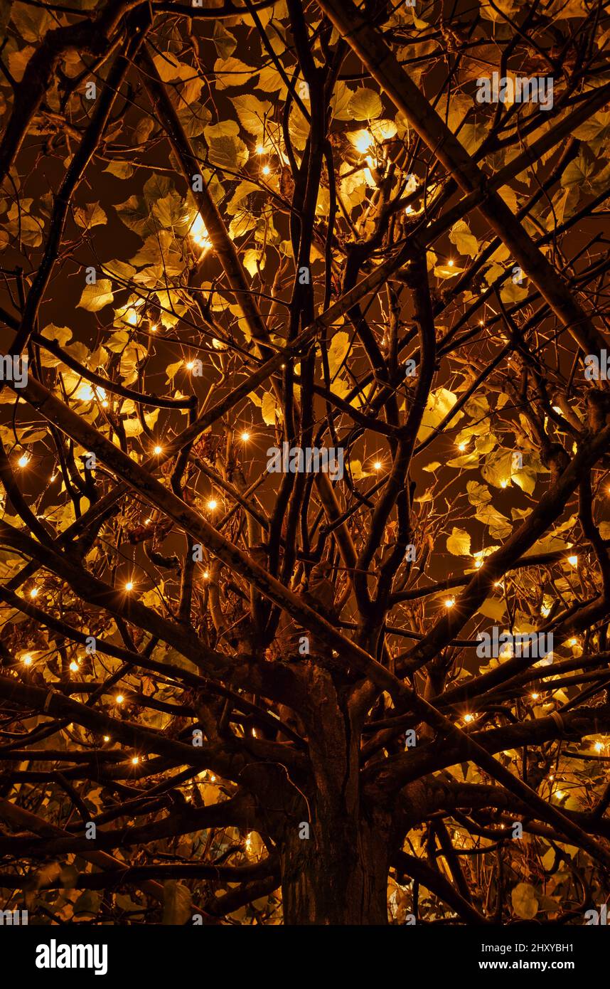 Closeup shot of a tree from inside with orange leaves mixing with ...