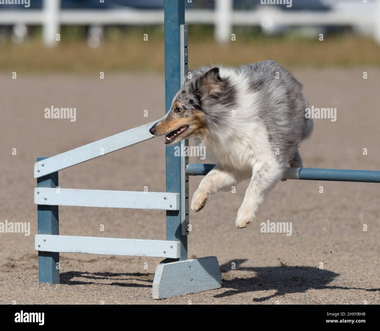 Shetland Sheepdog jumps over an agility hurdle Stock Photo - Alamy