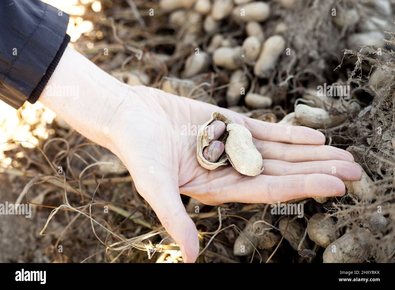Holding peanut hi-res stock photography and images - Alamy