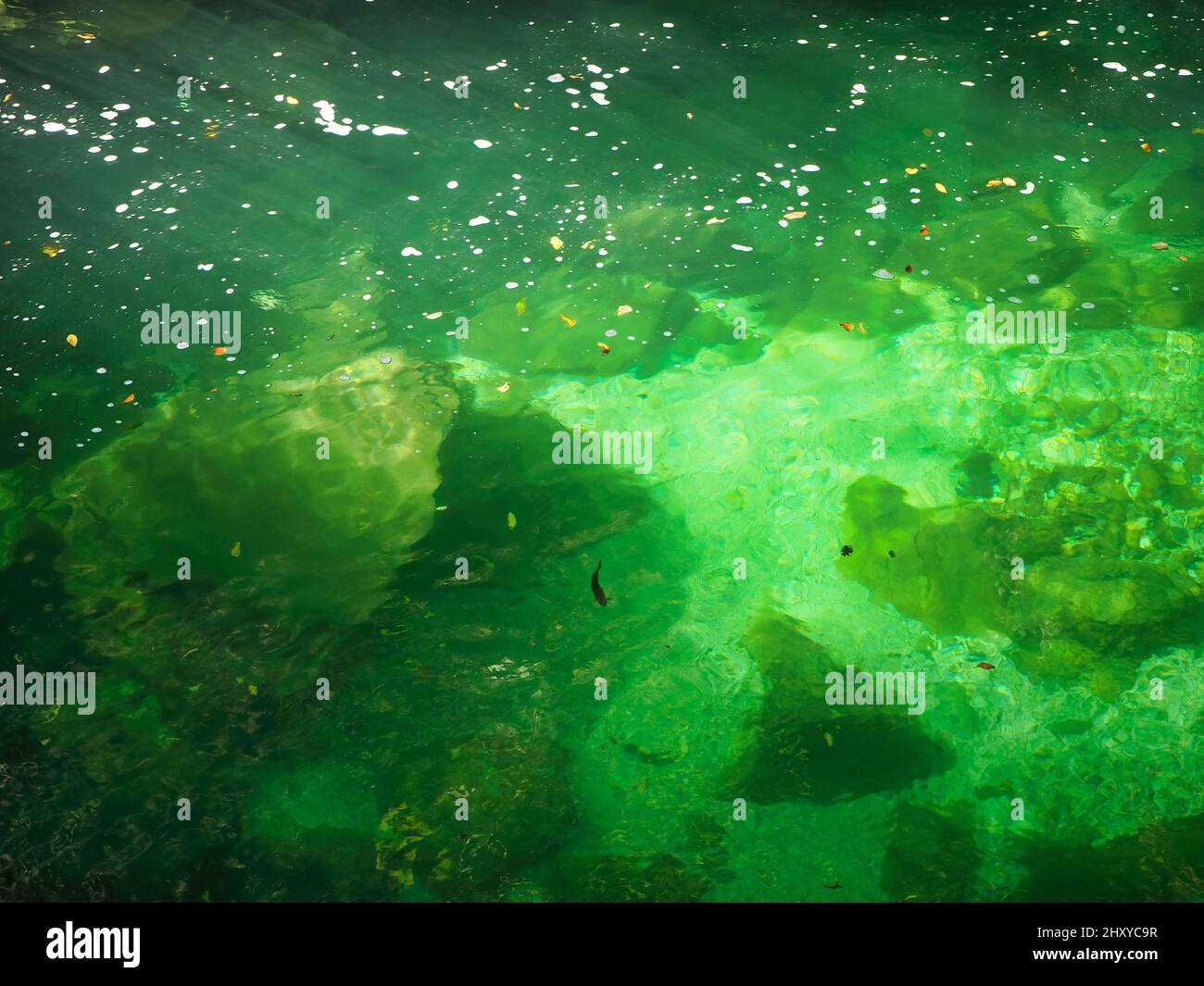 Green underwater with rocks and corals and the sunlight coming through ...