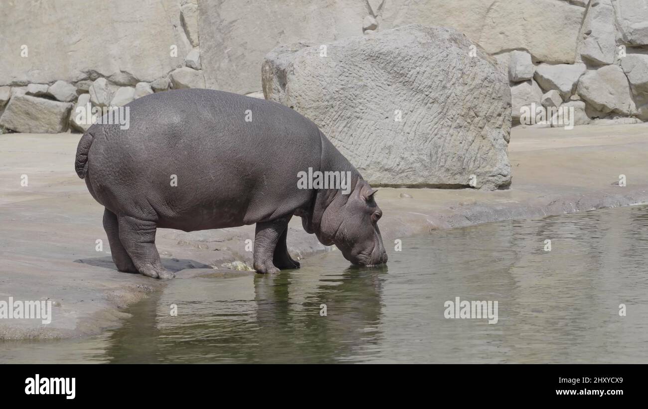 A big gray Hippo drinking water from a river Stock Photo - Alamy
