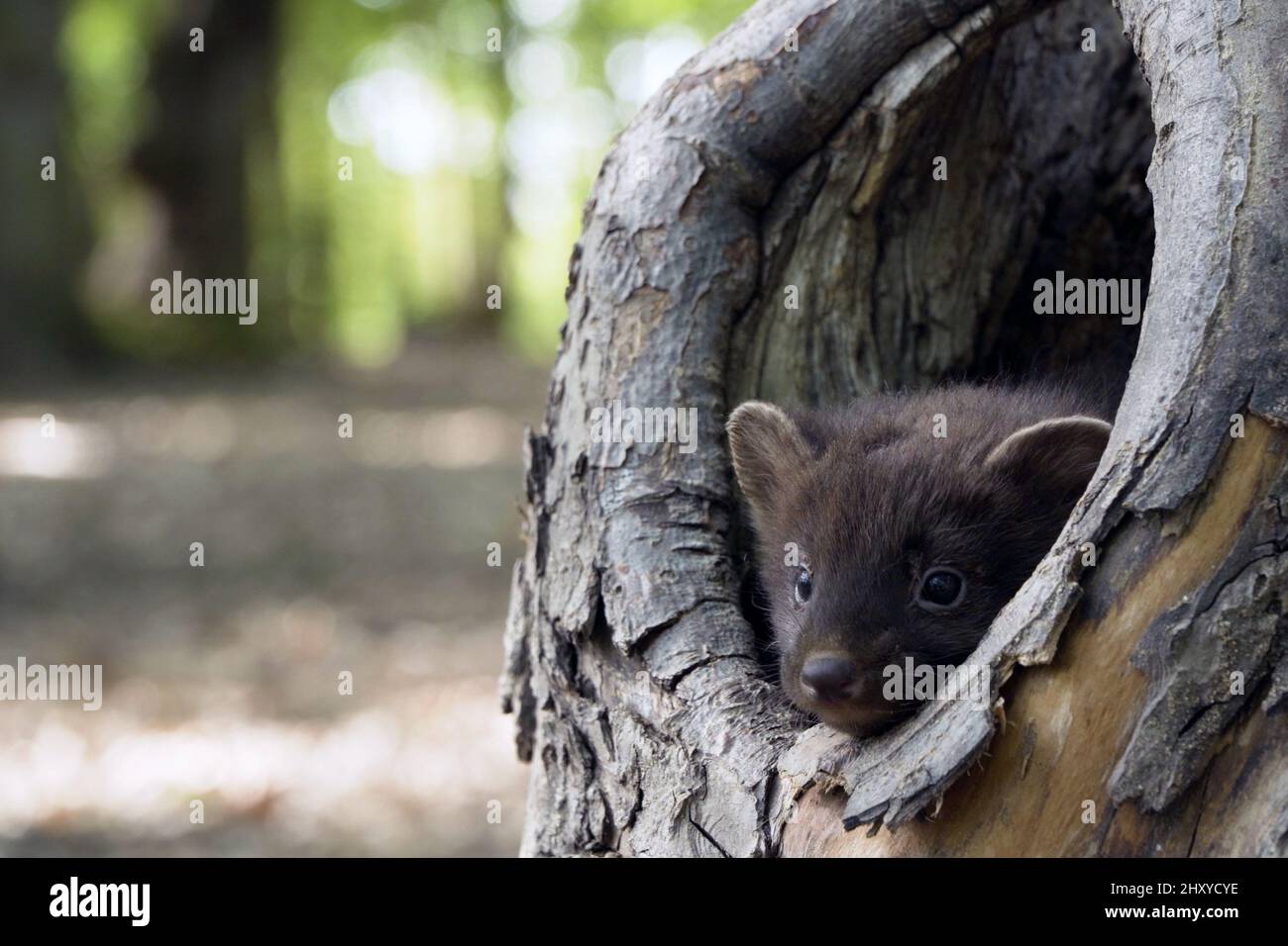A Forest marten hidden in a tree with a forest in the background Stock ...