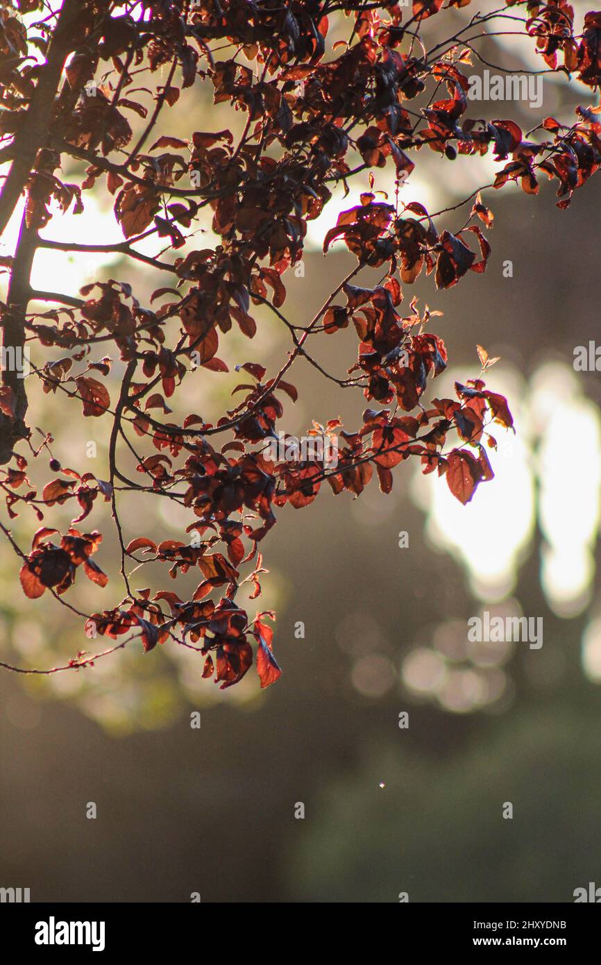 Vertical shallow focus close-up of autumn leaves Stock Photo - Alamy
