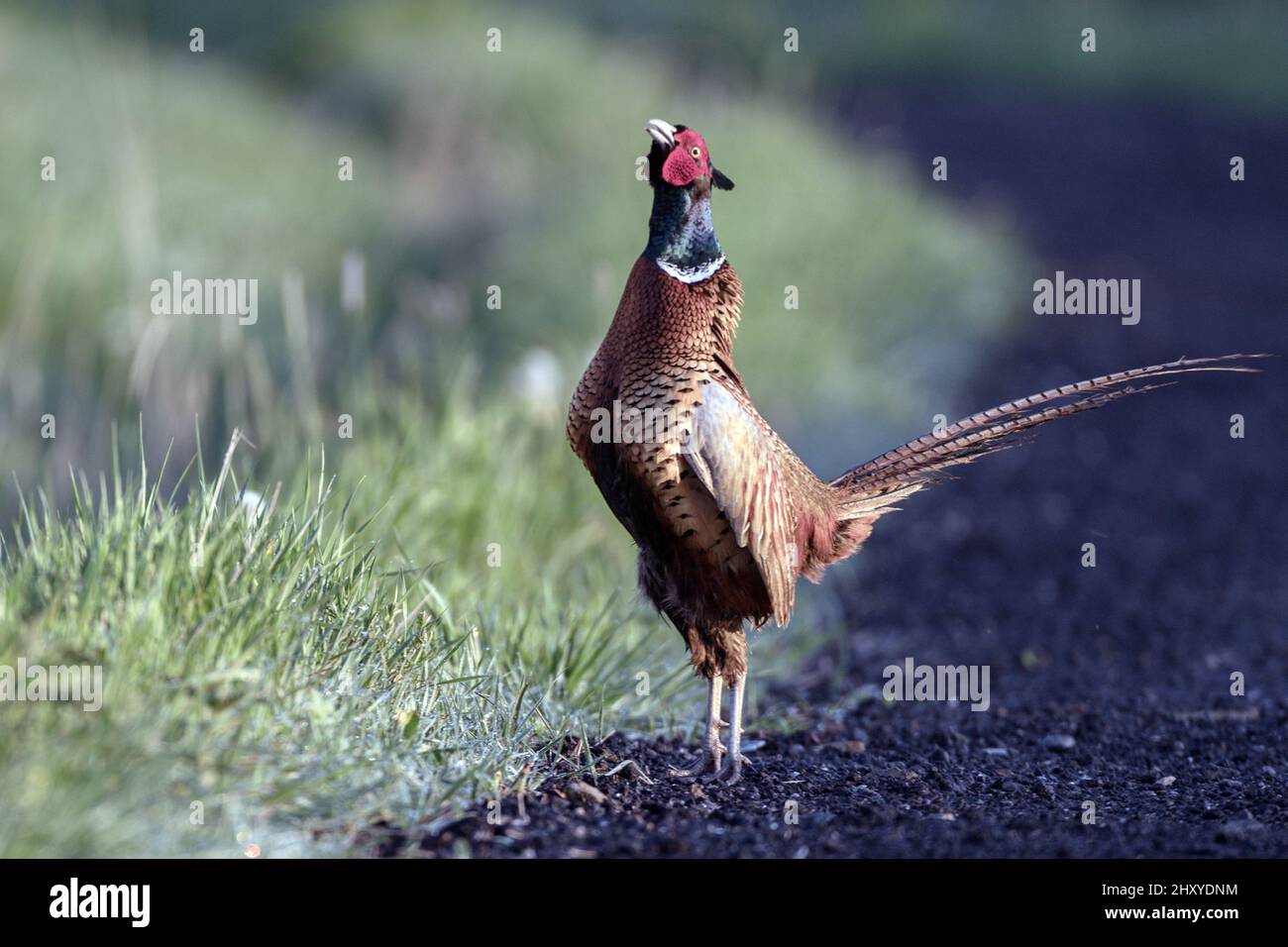 A Common pheasant standing with looking to the sky in the middle of a ...