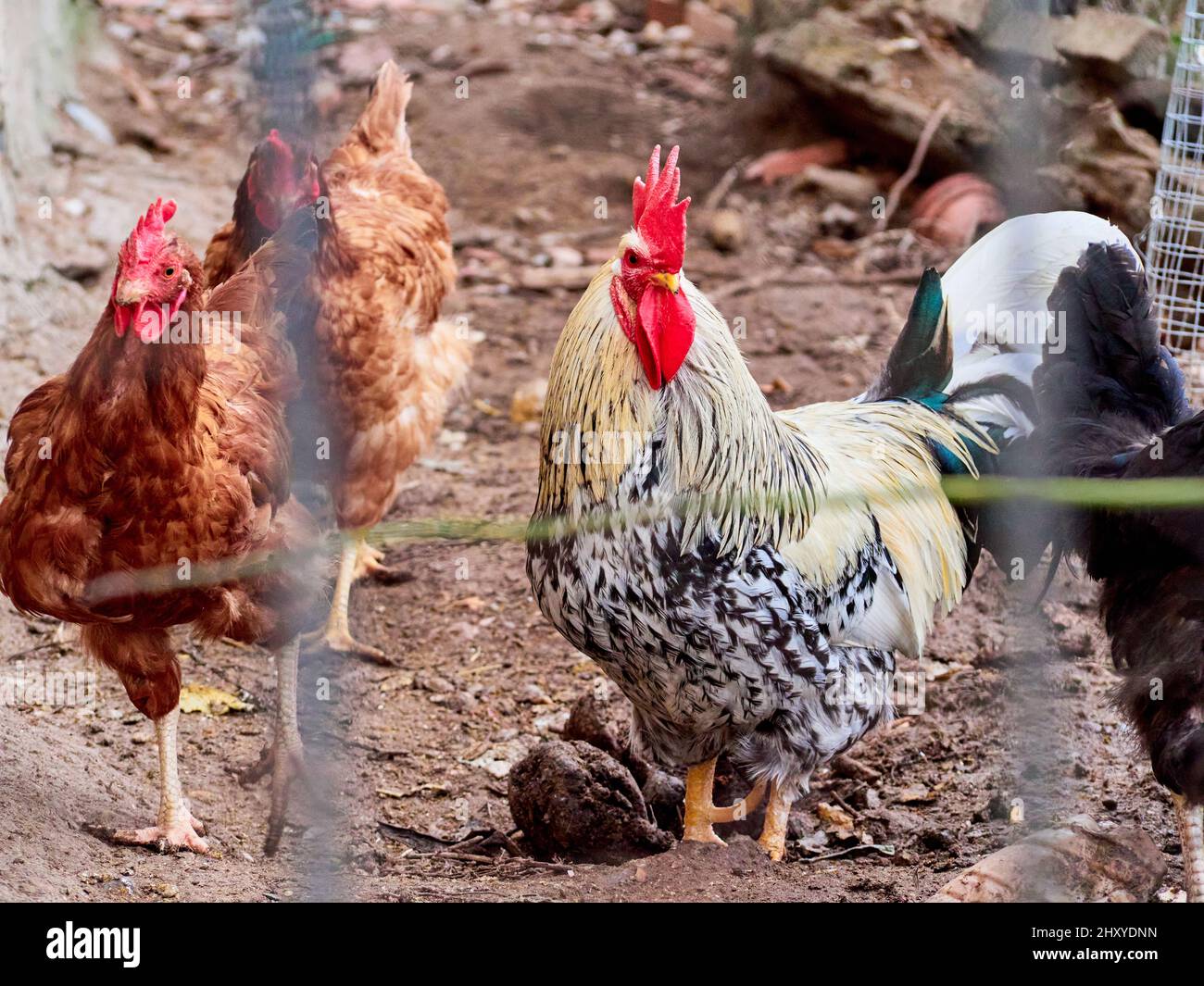 A Rooster in a pen with chickens around Stock Photo - Alamy