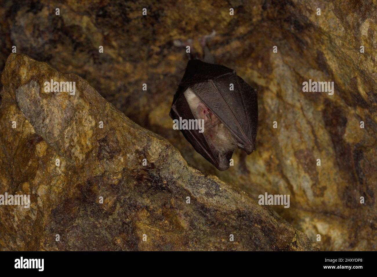 A bat sleeping in a hole in a big rock Stock Photo - Alamy