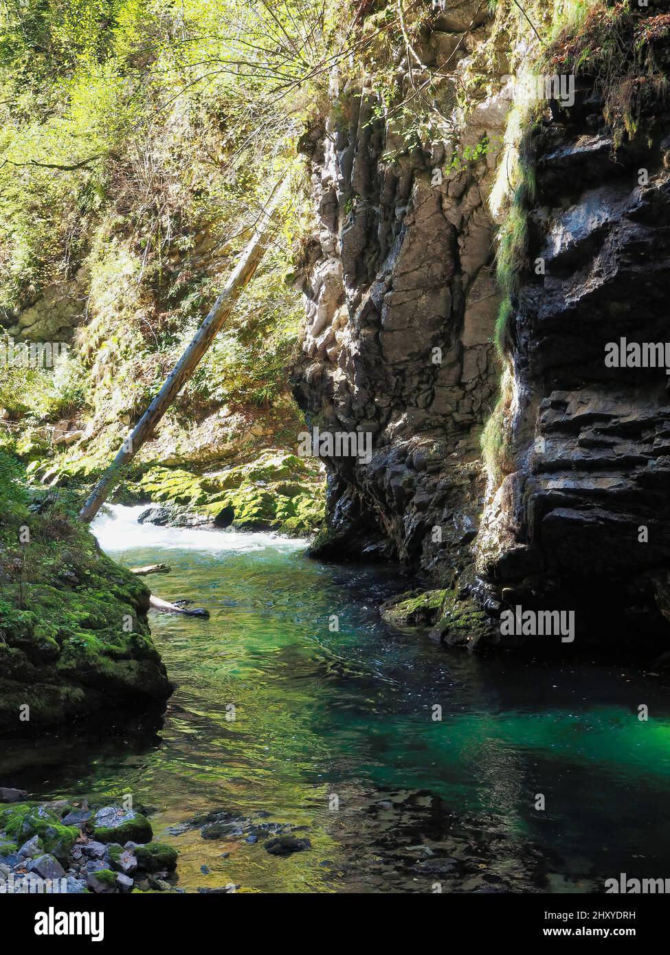 Beautiful azure river surrounded by rocks in the Blejski vintgar ...