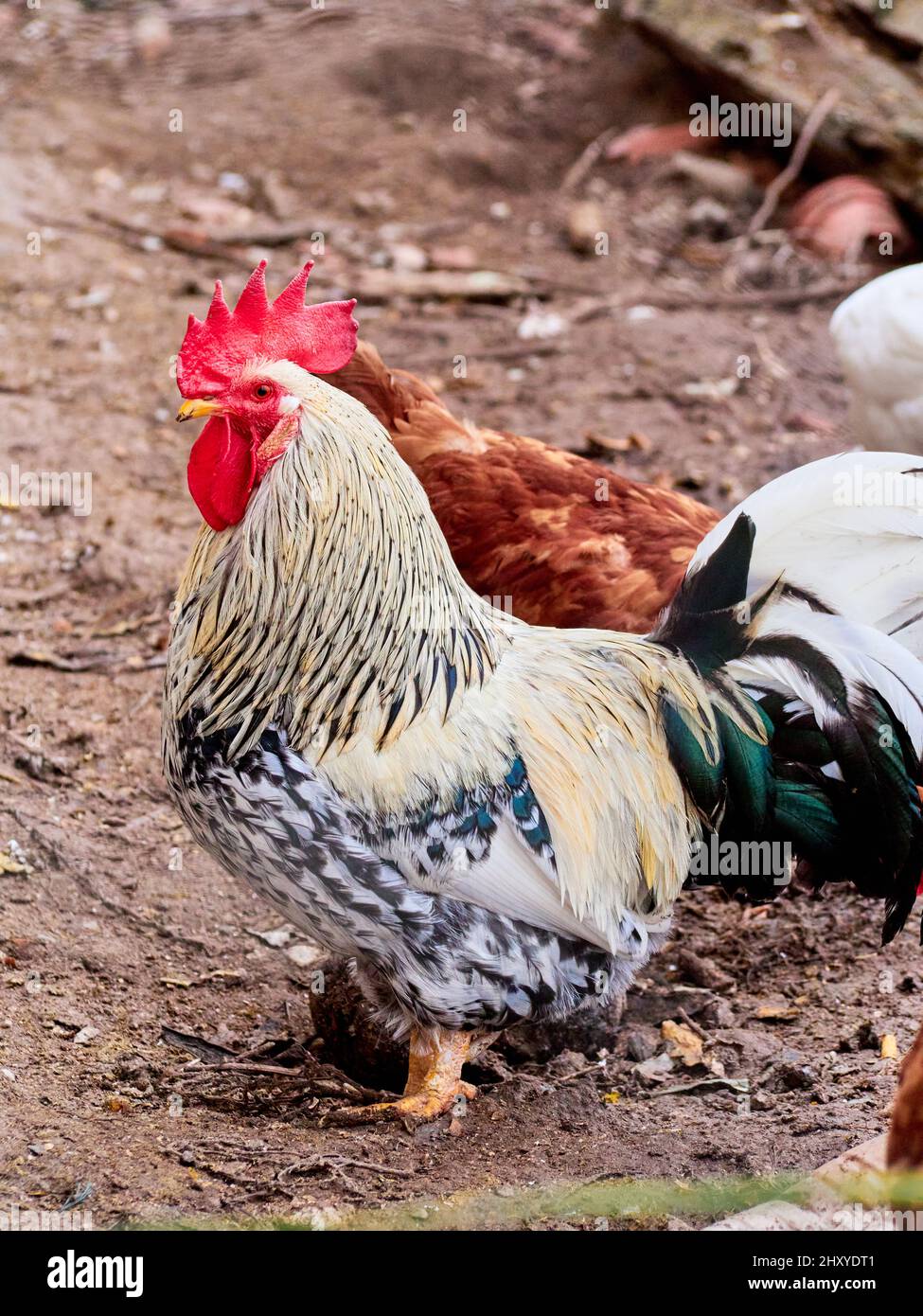 A Rooster in a pen with chickens around Stock Photo - Alamy