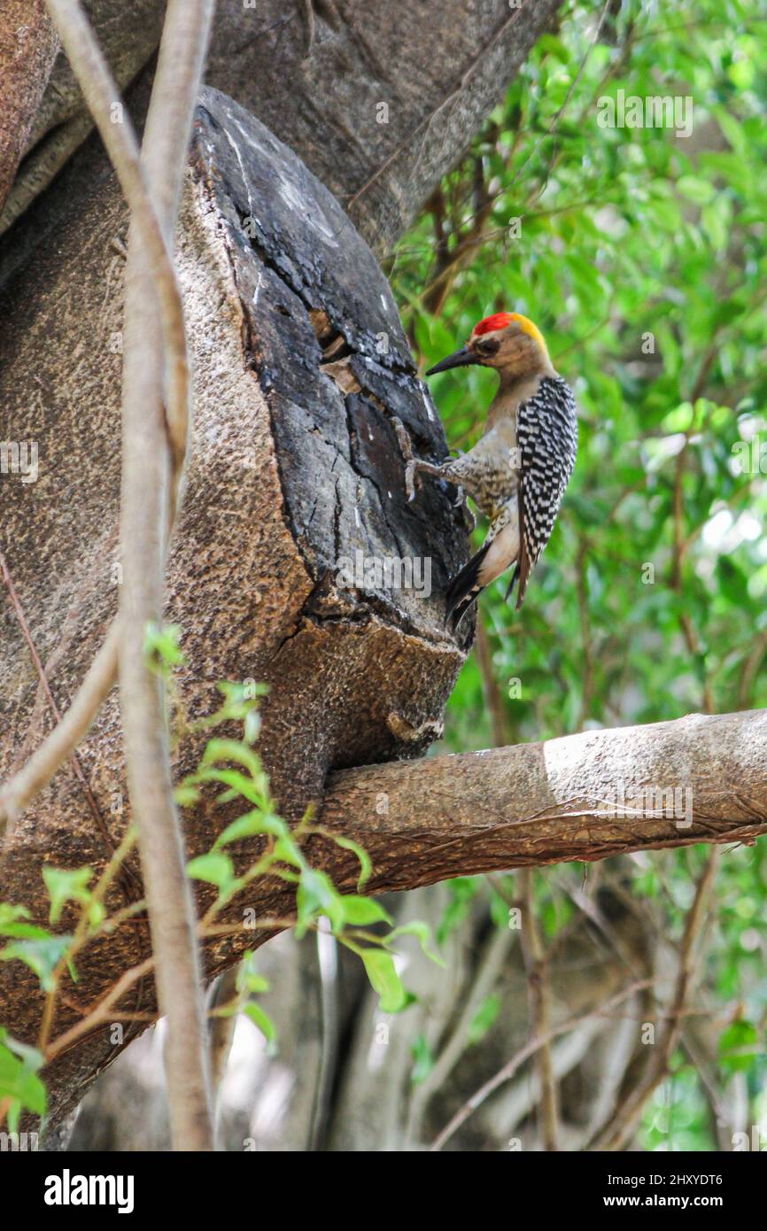 Vertical shot of a woodpecker tapping the tree Stock Photo - Alamy