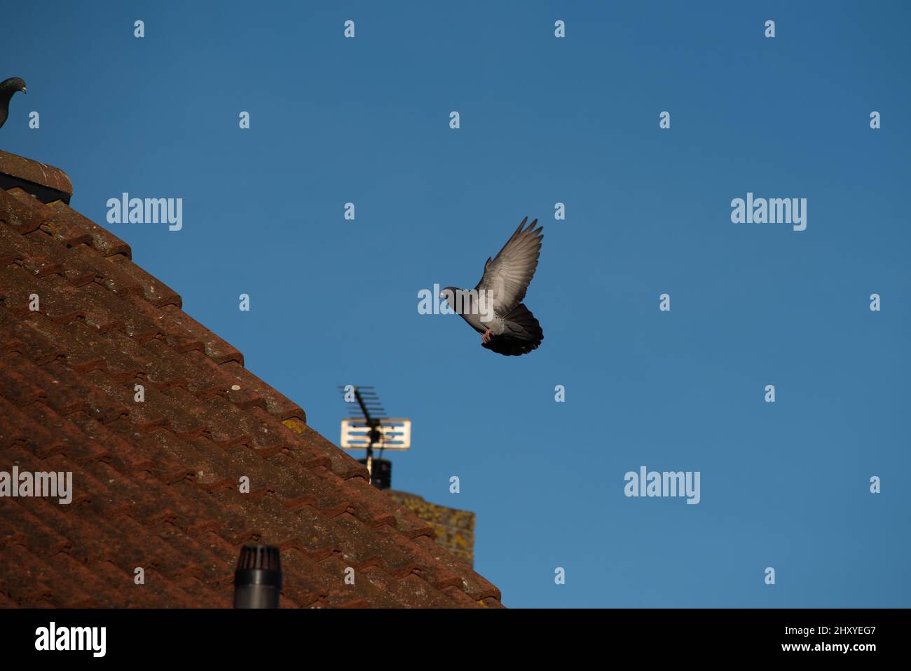 Pigeon with open wings flying in the clear blue sky approaching brown ...