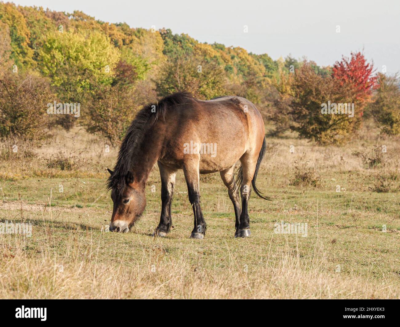 A beautiful horse eating grass from the ground and trees in the ...
